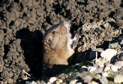Download Pocket Gopher Emerging From Burrow Wallpaper