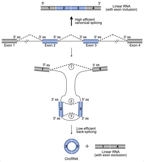 Regulation Of Circrna Biogenesis Pmc