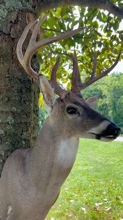 Nice Buck All Finished Resurrectiontaxidermy Taxidermy Deer Wildlife Hunting Viralvideo