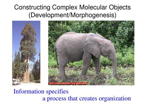 Ppt Algorithmic Self Assembly For Nano Scale Fabrication Powerpoint
