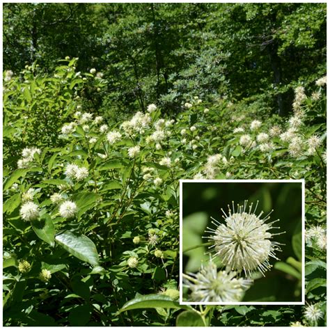 Buttonbush A Midsummer Favorite Native Beeology