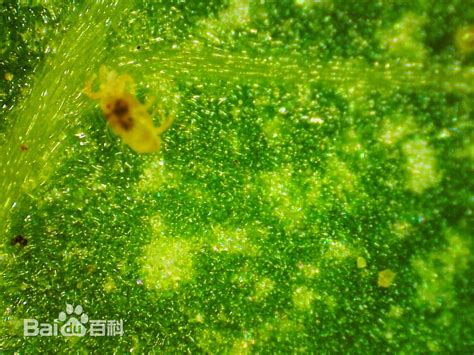 农作物病虫害防治条例图册360百科