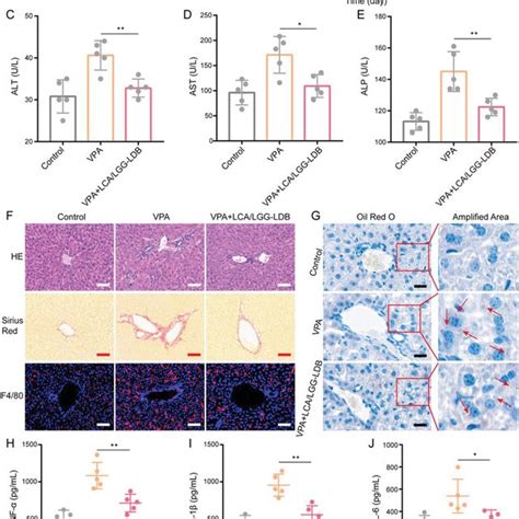 Normal Enterohepatic Recirculation Of Drugs Download Scientific Diagram