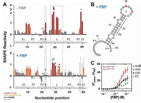 C45 Aptamer Adopts A Stem Loop Secondary Structure And Upon Fbp Download Scientific Diagram