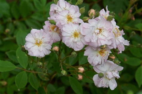Rosa ‘Brise parfum’ – de Fruitberg