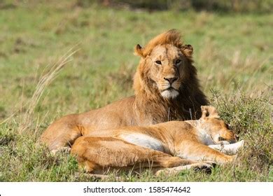 Lion Sex Images Stock Photos Vectors Shutterstock