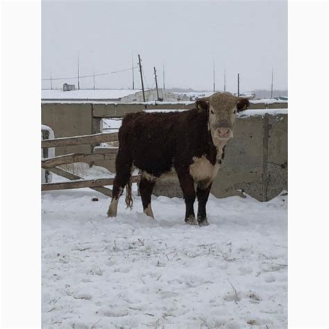 Казахская белоголовая 2016 г — Agro Kazakhstan