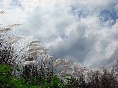 Kans Grass Symbol Of Durga Puja Festival In Bengal