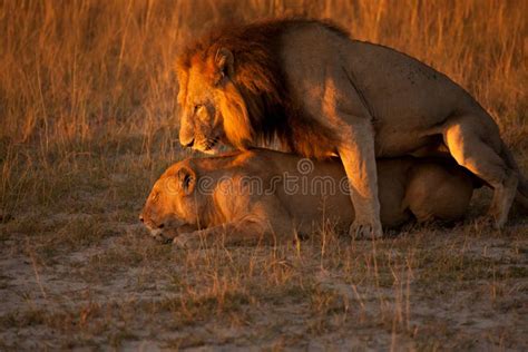 Couple Of Lion Stock Image Image Of Sexual Breeding 25017263