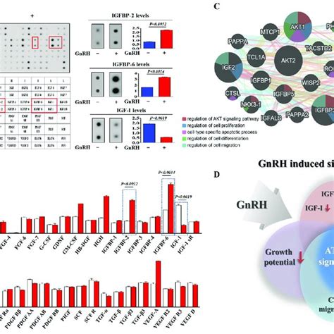 Pdf Double Edged Sword Of Gonadotropin Releasing Hormone Gnrh A