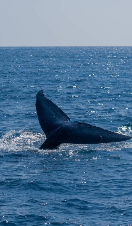 عکس های پس زمینه آبی بهترین تصاویر آبی پیشنهادی تاوعکس