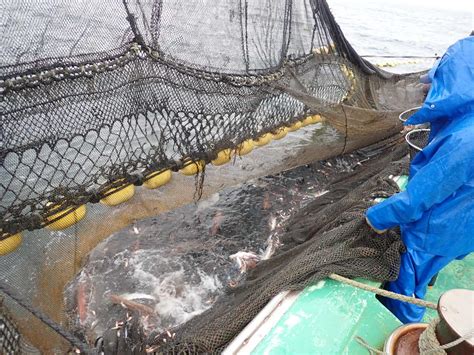 定置網の操業方法とは魚価向上の取り組みも紹介 海ペディア