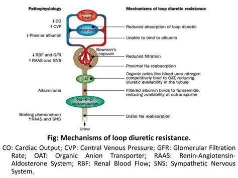 Diuretic Resistance Pharmacology Pptx Medical Health
