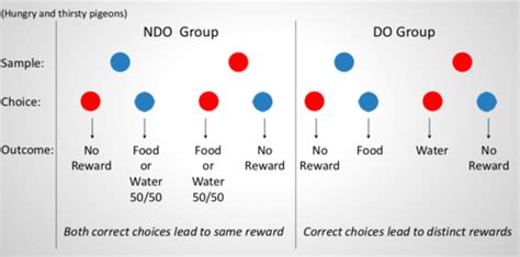 Comparative Psych Exam 3 Flashcards Quizlet