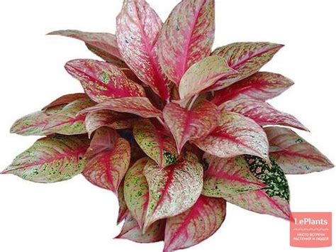 Аглаонема 'Крит' (Aglaonema 'Crete') — описание, выращивание, фото | на ...
