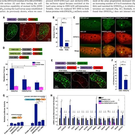 A Model For Functional LCD LCD Interactions In Vivo From Hubs To Phase Download Scientific