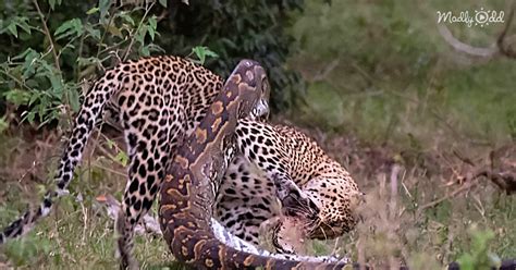 Og1 4093 Python Constricts Leopard During An Epic Fight For Survival