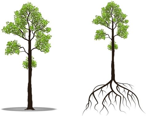 Tree Isolated Royalty Free Vector Image VectorStock