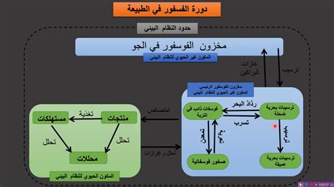 Phosphorus Cycle دورة عنصر الفوسفور Youtube