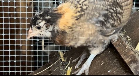 Bantam Easter Egger Pullet Cockerel Backyard Chickens Learn How To Raise Chickens