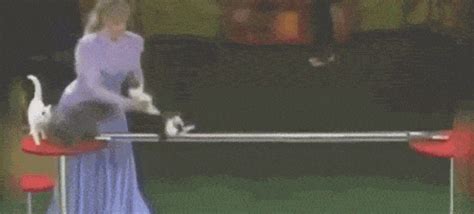 Cat Acrobat Tag Primo Cat Acrobat Tag Primo