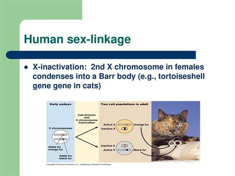 Chapter The Chromosomal Basis Of Inheritance Ppt Download