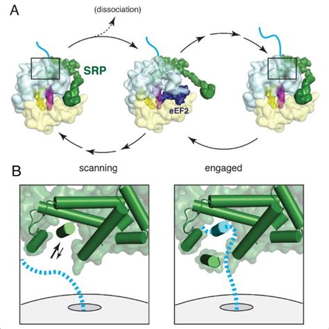 Srp Ribosome Interactions Near The Exit Tunnel A Overview Of The