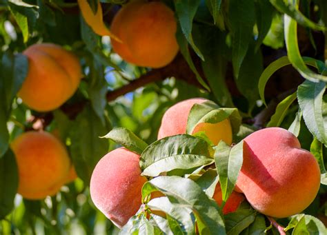 Pollination — Van Well Nursery