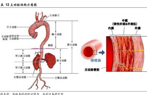 中国外周动脉介入支架和球囊市场（按出厂价，亿元） 2024年05月 行业研究数据 小牛行研