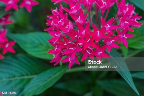 Mekar Bunga Bintang Lima Merah Dan Daun Hijau Pentas Lanceolata K Schum