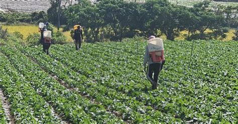 배추 살려니 손 떨리네…내린다더니 감감무소식