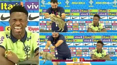 Journalists Left Gasping After Brazilian Media Manager Throws Cat Out