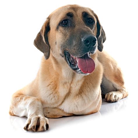 Anatolian German Shepherd Mix
