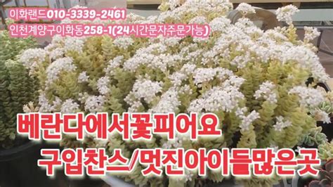 특집베란다에서키우기쉬운다육이 다남다육010 3339 2461 Youtube 특집베란다에서키우기쉬운다육이 다남다육010 3339 2461 Youtube