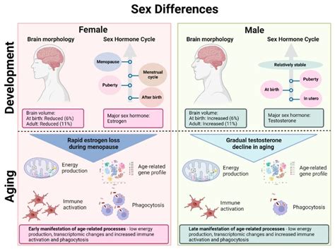 Complexity Of Sex Differences And Their Impact On Alzheimer S Disease