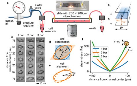 Viscoelastic Properties Of Suspended Cells Measured With Shear Flow Deformation Cytometry