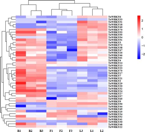 Expression Of Tawrky Genes In Different Tissues Hierarchical