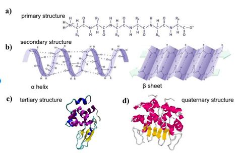 Protein Structure Examples