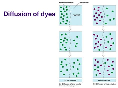 PPT Movement Of Substances Part Diffusion Osmosis PowerPoint Presentation ID