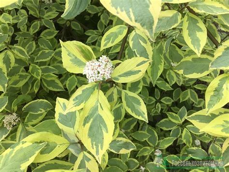 Дерен белый Шпета (Cornus alba Spaethii)