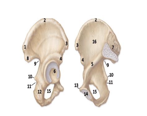 Os Coxae Diagram Quiz
