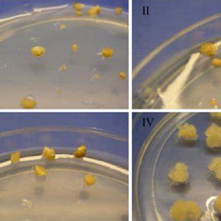 Scutella Development On Culture Media With BSO Scutella Were Download Scientific Diagram