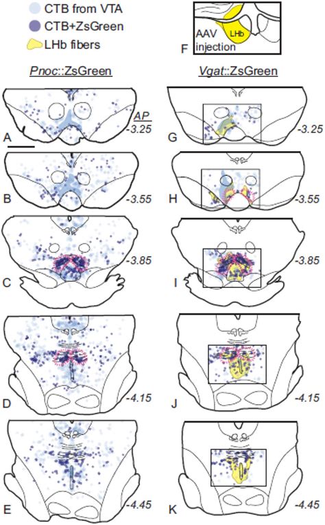 Localization Of Midbrain Pnoc And Vgat Neurons Projecting To The Vta In Download Scientific