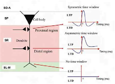 Layer Specific Profiles Of LTP And LTD We Tested The Location Download Scientific Diagram