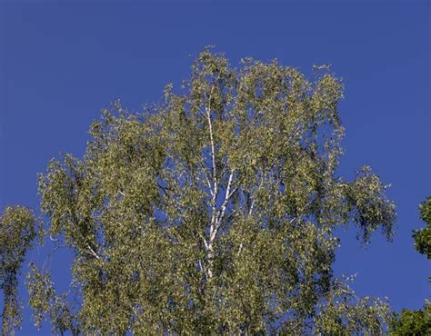 Mixed Forest With Trees Of Different Species In The Summer Season Stock