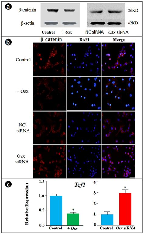 overexpression of osx inhibits and the osx knock down increases β