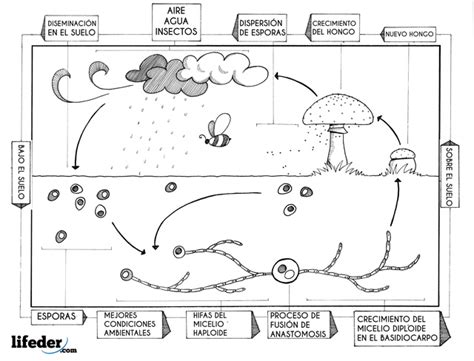 Reproducción De Los Hongos Sexual Asexual Y Parasexual