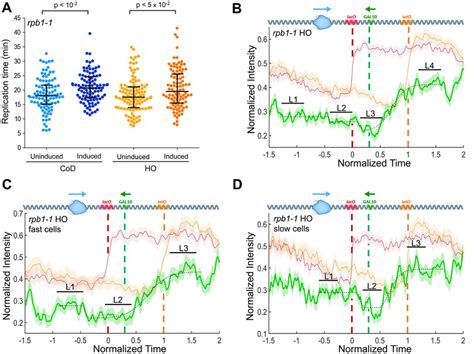 Replication Fork Progression And Transcription Dynamics In Rpb1 1
