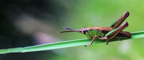 Download Wallpaper 2560x1080 Grasshopper Insect Macro Blur Dual Wide