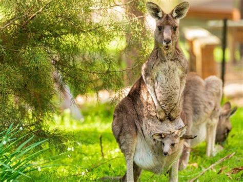 Discovering The Mysteries Inside Of A Kangaroo Pouch